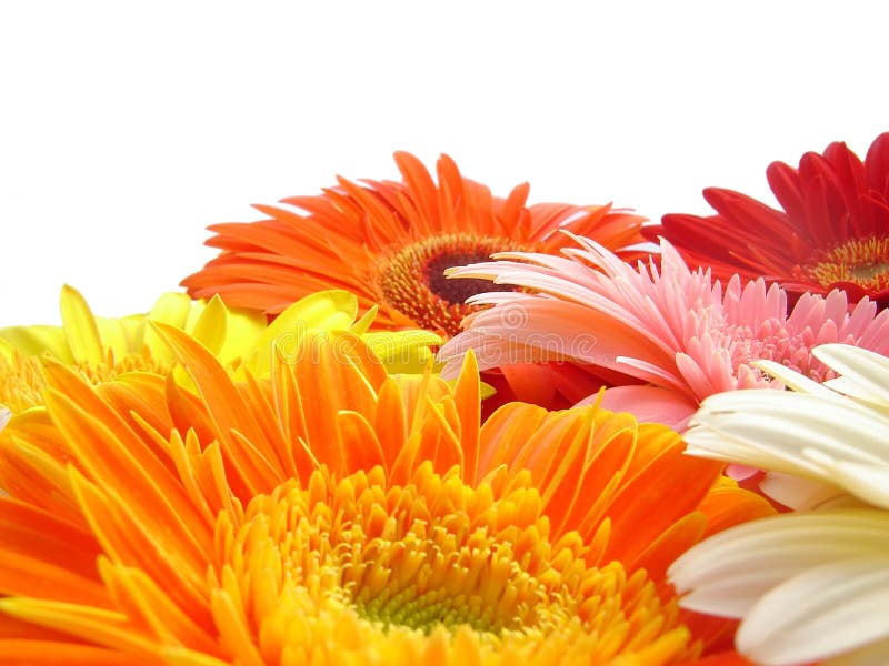 Gerbers stock photo. Image of colourful, blossom, delicate - 4755900