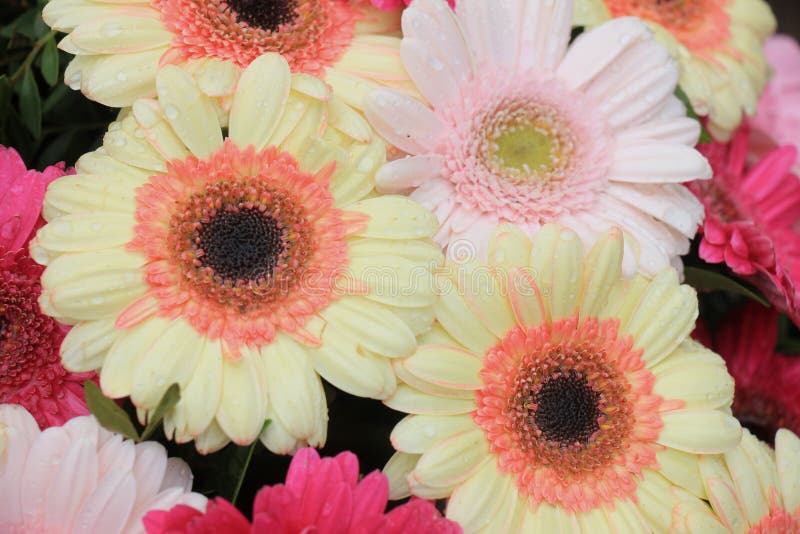 Gerbers En Colores Pastel Grandes Imagen de archivo - Imagen de ...