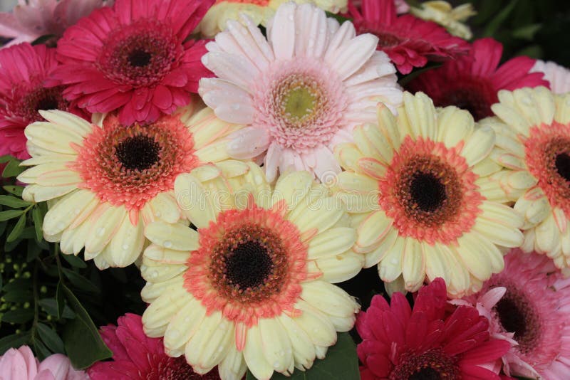 Gerbers En Colores Pastel Grandes Imagen de archivo - Imagen de ...