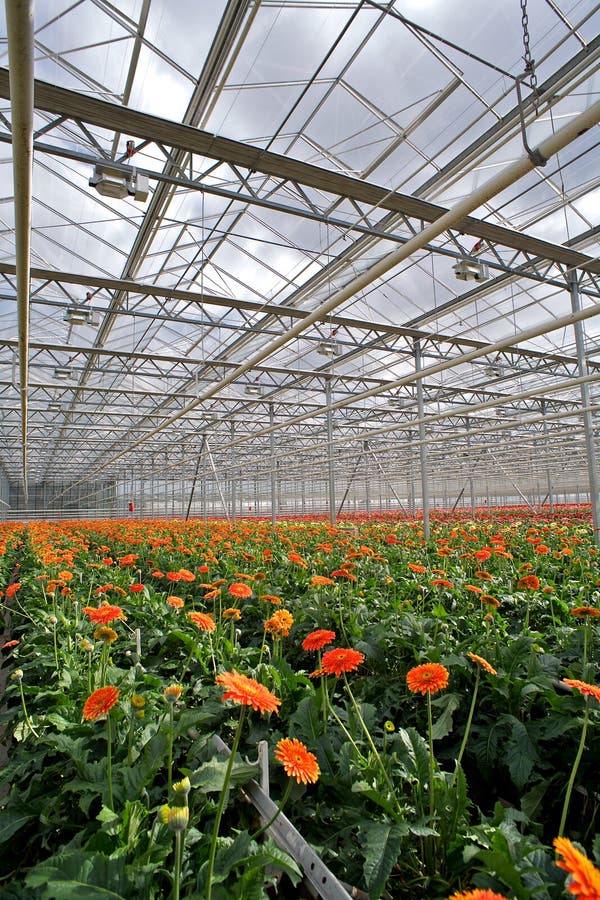 Greenhouse stock image. Image of hothouse, interior, culture - 23389937