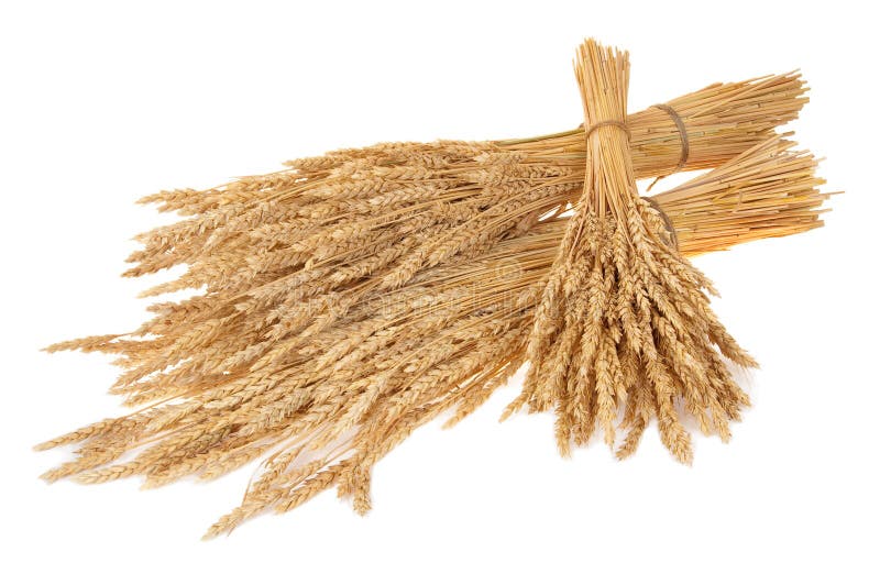 Gerbe de blé image stock. Image du texture, grain, culture - 27063409