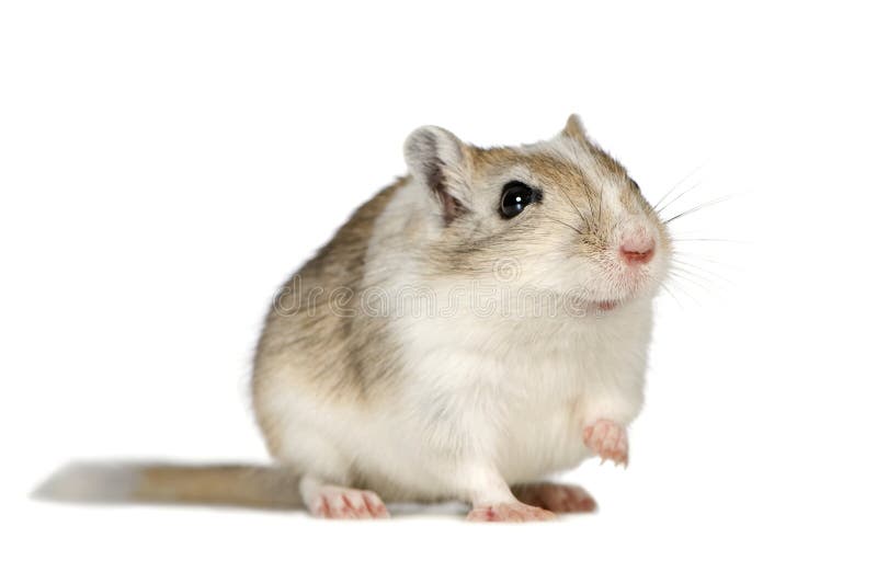 Gerbil stock photo. Image of paws, pets, gerbille, hair - 2331984