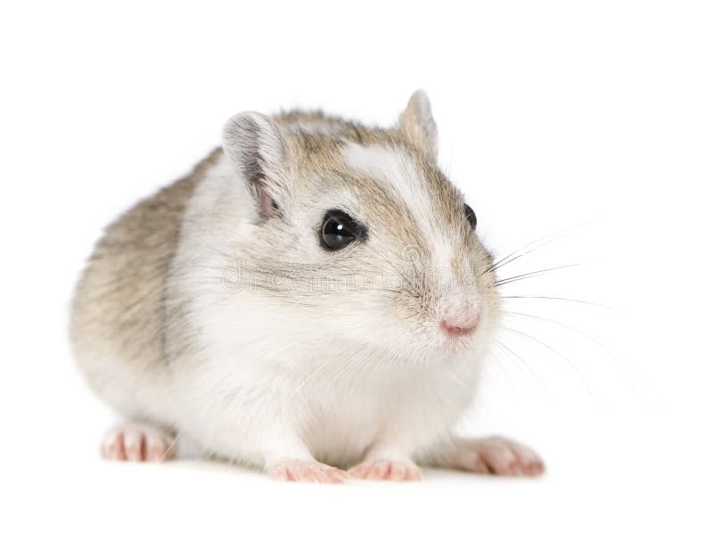 Gerbil stock photo. Image of paws, pets, gerbille, hair - 2331984