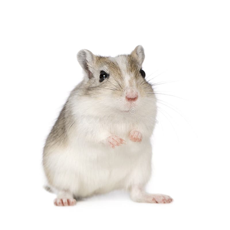 Gerbil stock photo. Image of paws, pets, gerbille, hair - 2331984