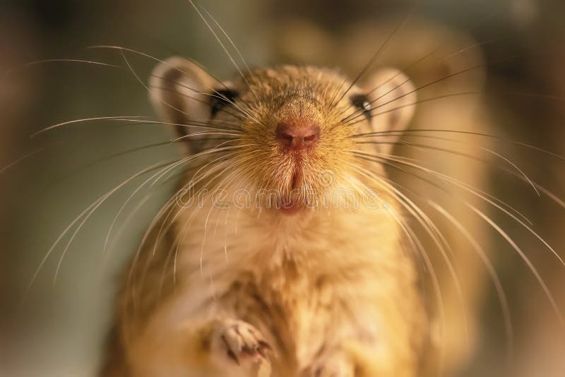 Gerbil or Called Desert Rats Stock Image - Image of desert, gerbil ...