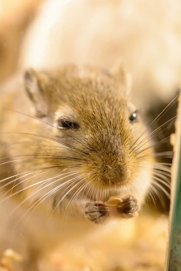 Gerbil or Called Desert Rats Stock Image - Image of desert, gerbil ...