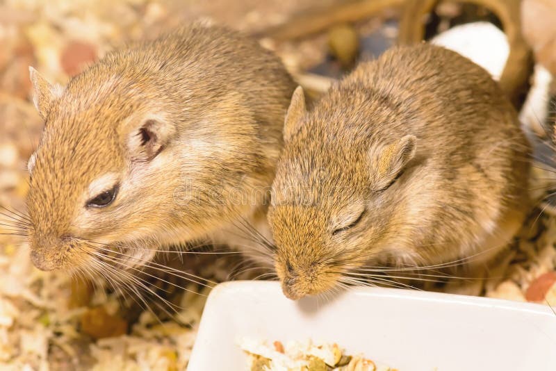 Gerbil or Called Desert Rats Stock Image - Image of background, friend ...