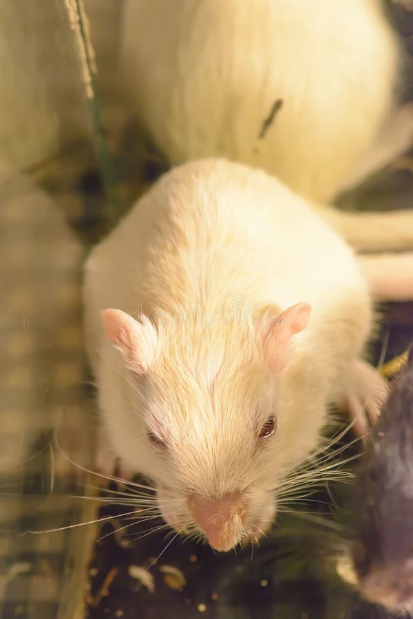 Gerbil or Called Desert Rats Stock Photo - Image of gerbil, small: 95310380