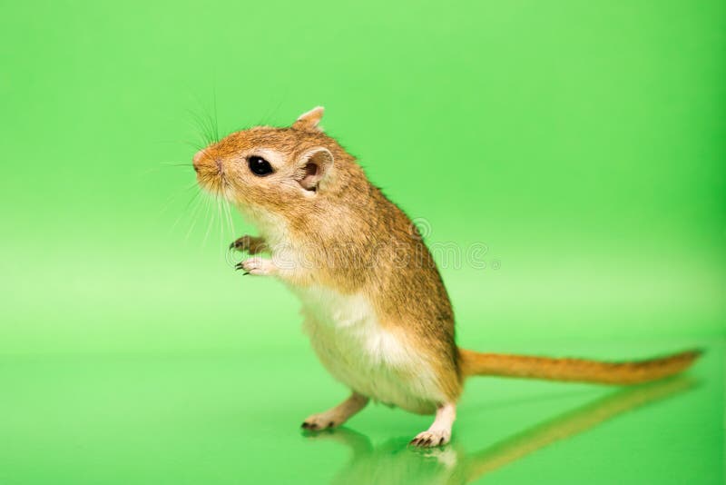 Gerbil - cute pet stock image. Image of bright, gerbil - 91347137