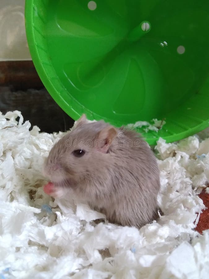 Gerbil eating stock photo. Image of rodent, food, gerbil - 123029572