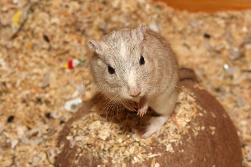 Mouse, Gerbil, Muridae, Rat Picture. Image: 97287347