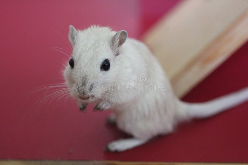 Gerbil, Mammal, Mouse, Fauna Picture. Image: 134765473