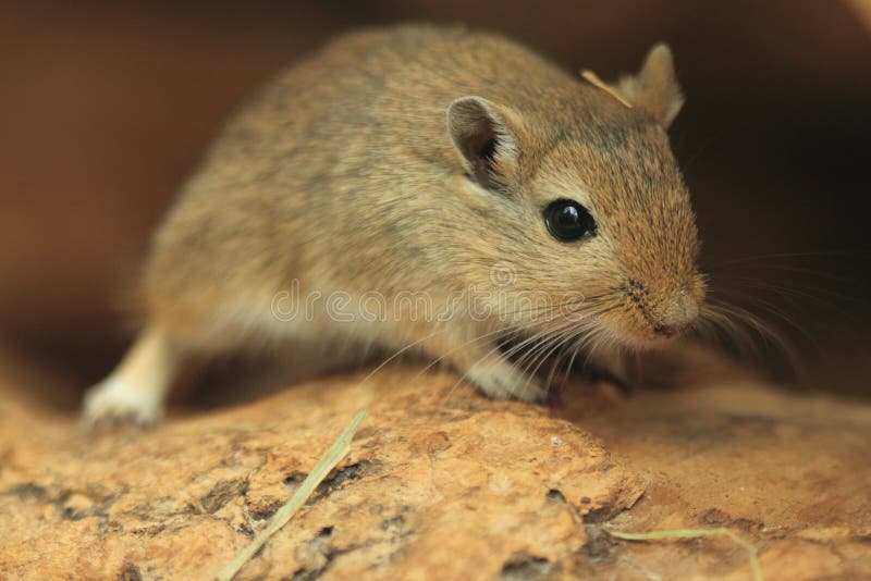 Jerbo Mongol, Unguiculatus Del Meriones Foto de archivo - Imagen de ...