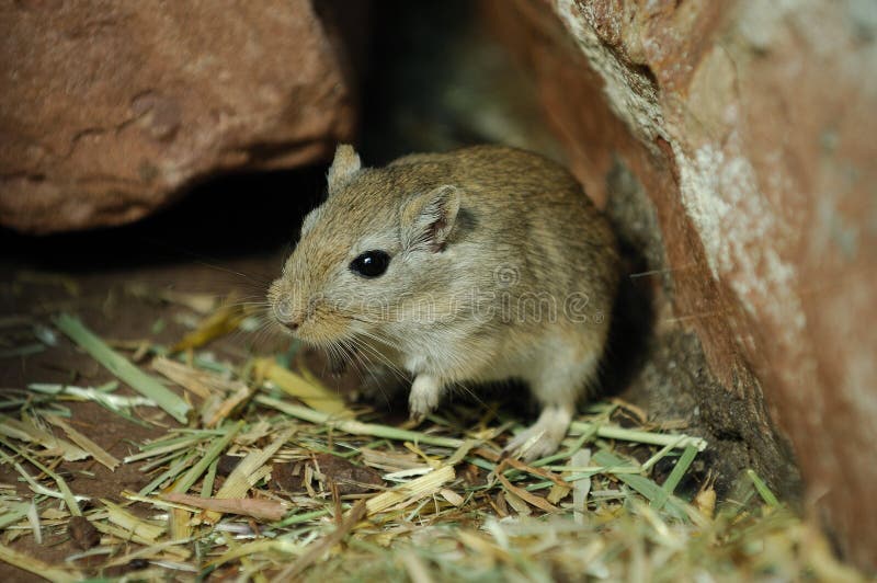 328 Mongoolse Gerbil Fotos de stock - Fotos libres de regalías de ...