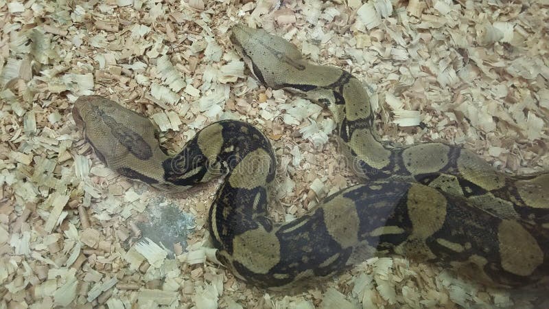 Gerbil mouse stock photo. Image of wildlife, rodents - 313003136