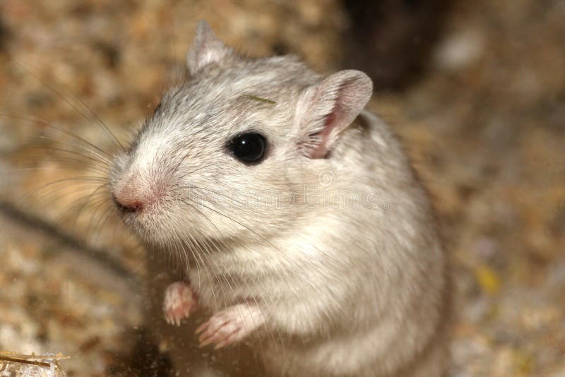 Gerbil, Mouse, Muridae, Fauna Stock Image - Image of snout, mouse ...