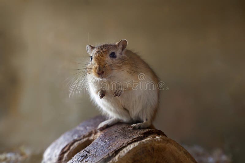 Gerbil Sitting on Wood Close Up Stock Photo - Image of nature, rodent ...