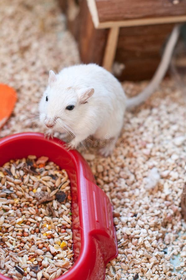 Gerbil stock photo. Image of meriones, gerbil, feed, animal - 43086314