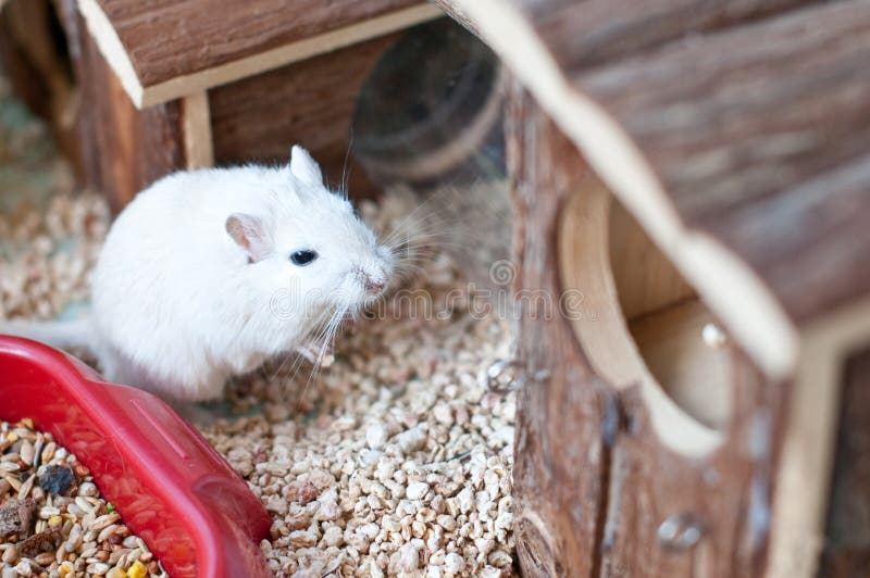 Gerbil - cute pet stock image. Image of color, background - 87360865