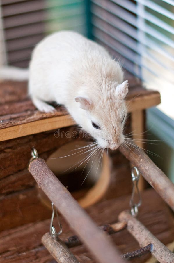 Gerbil Stock Photos - Download 2,042 Royalty Free Photos