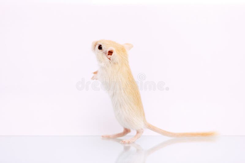 Gerbo no fundo branco imagem de stock. Imagem de foco - 97459553