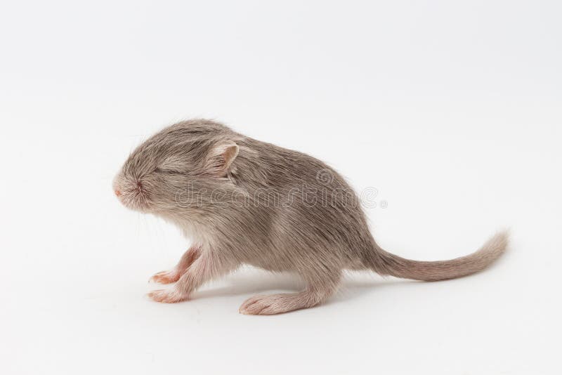 Gerbo Do Mongolian Da Maca, Rato De Deserto Foto de Stock - Imagem de ...