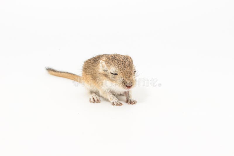 Gerbo Do Mongolian Da Maca, Rato De Deserto Imagem de Stock - Imagem de ...