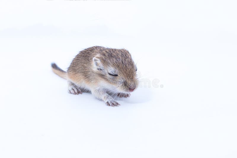 Gerbo Do Mongolian Da Maca, Rato De Deserto Imagem de Stock - Imagem de ...