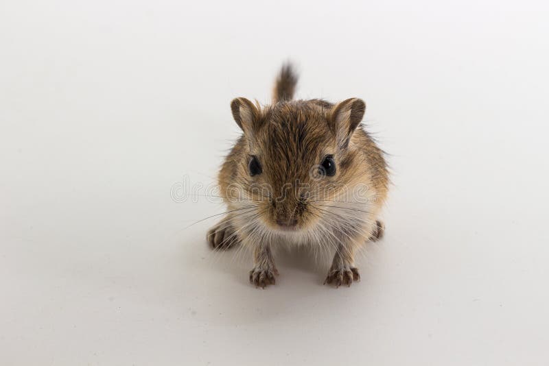 Gerbo Do Mongolian, Rato De Deserto Foto de Stock - Imagem de estar ...