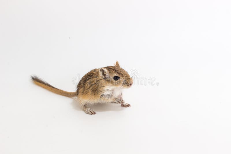 Gerbo Do Mongolian Da Maca, Rato De Deserto Imagem de Stock - Imagem de ...