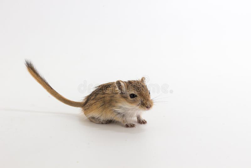 Gerbo Do Mongolian Da Maca, Rato De Deserto Imagem de Stock - Imagem de ...