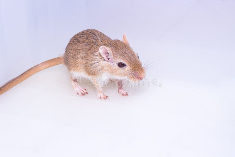 Gerbo Do Mongolian, Rato De Deserto Foto de Stock - Imagem de ratos ...