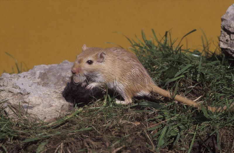 Gerbo Do Mongolian Da Maca, Rato De Deserto Imagem de Stock - Imagem de ...