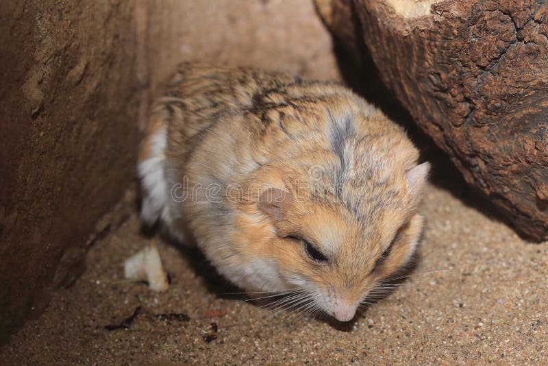 Gerbo Ou Duprasi Gordo-atado De Pachyuromys Foto de Stock - Imagem de ...