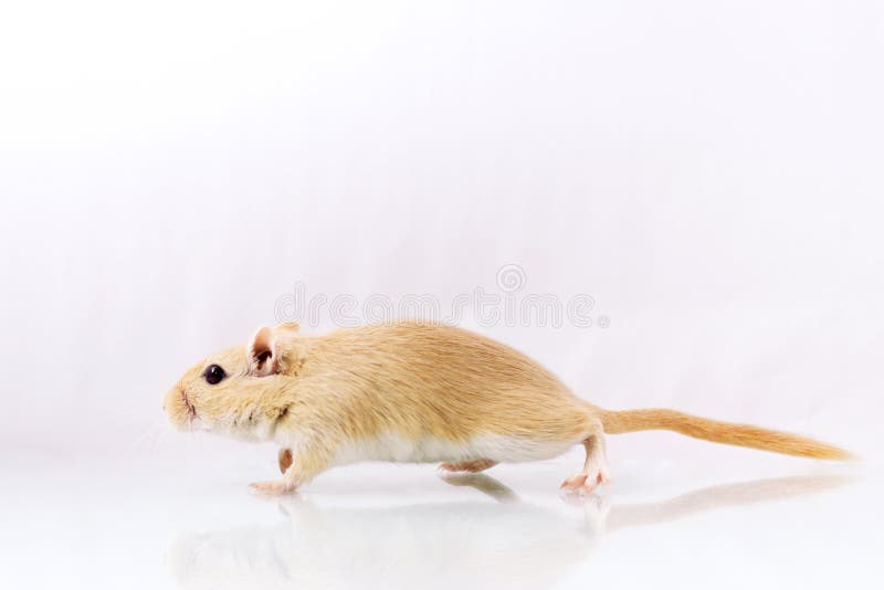 Gerbo - Animal De Estimação No Fundo Branco Foto de Stock - Imagem de ...