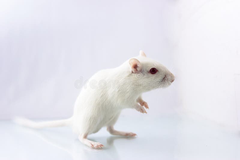 Gerbo no fundo branco imagem de stock. Imagem de foco - 97459553