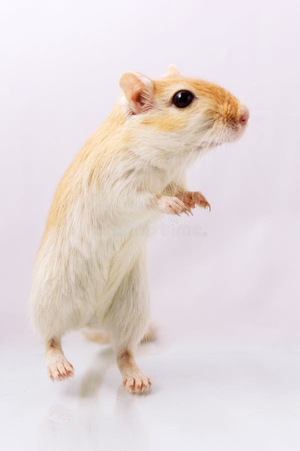 Gerbo no fundo branco imagem de stock. Imagem de foco - 97459553