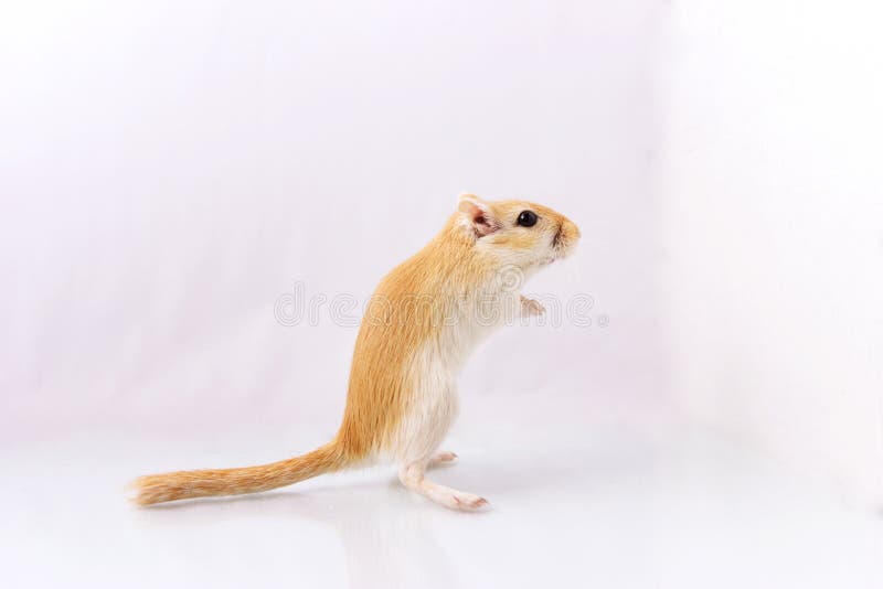 Gerbo no fundo branco foto de stock. Imagem de horizontal - 97459582