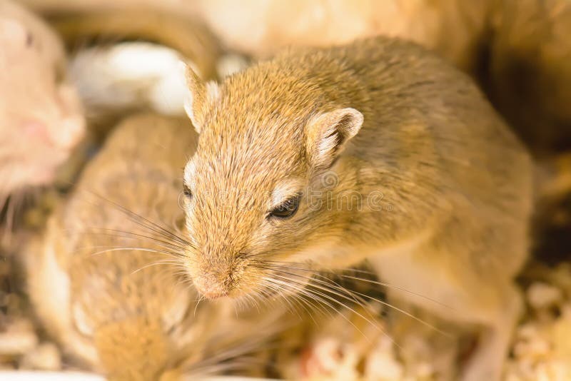 Gerbo Ou Ratos De Deserto Chamados Imagem de Stock - Imagem de animal ...