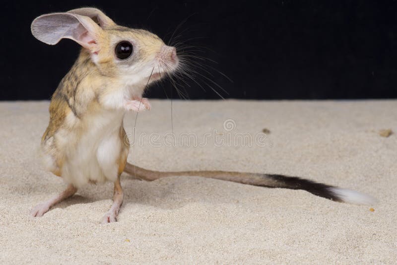 Grande Jerboa, Major De Allactaga Imagem de Stock - Imagem de fauna ...