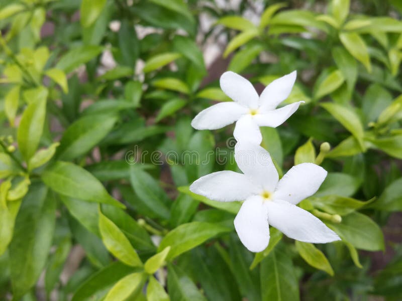 Gerdenia Crape Jasmine. stock image. Image of flora, petal - 46235881