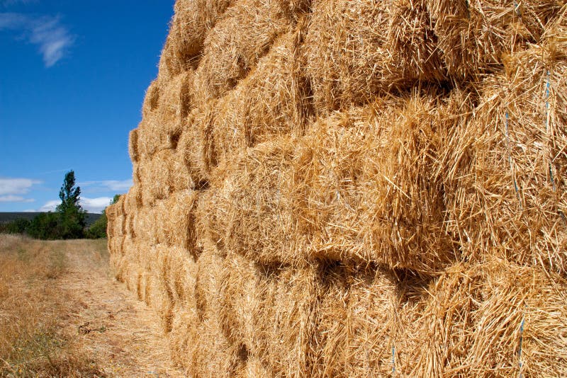 De Vierkante Balen Van Het Hooi Stock Foto - Image of stapel, rogge ...