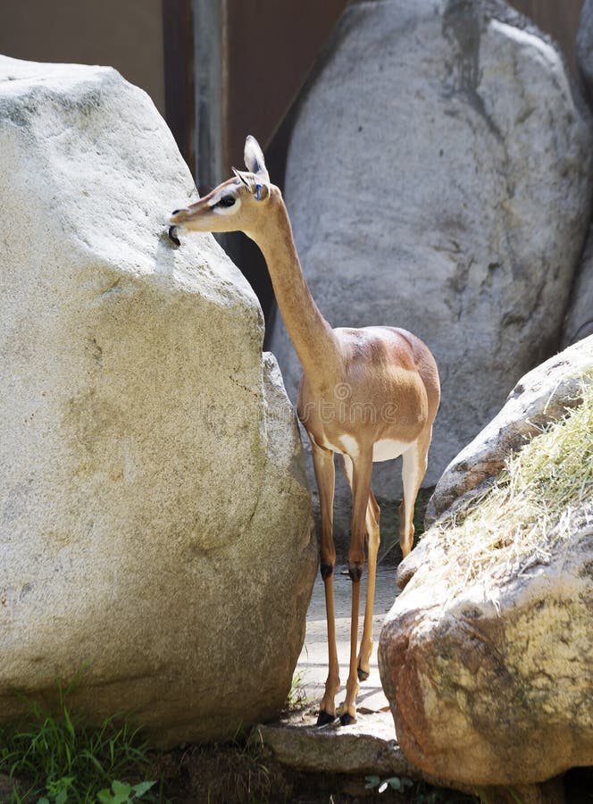 Gerenuk foto de archivo. Imagen de lanas, cubo, animal - 102534524