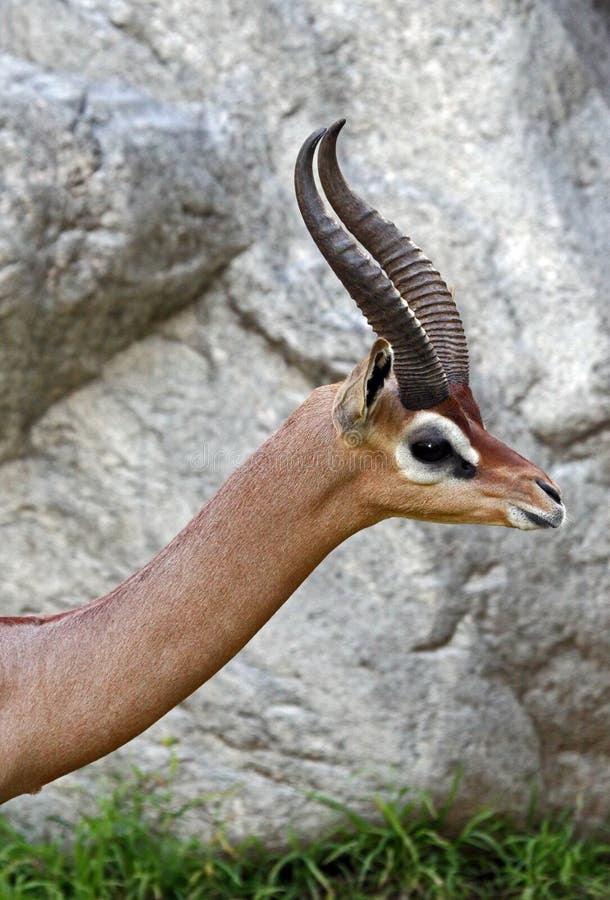 Male Gerenuk stock photo. Image of foraging, acacia, upright - 9770964