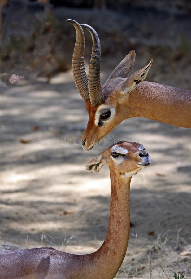 Gerenuk stock photo. Image of africa, wildlife, kenya - 38976076