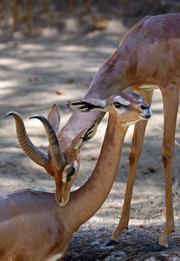 Gerenuk stock photo. Image of africa, wildlife, kenya - 38976076
