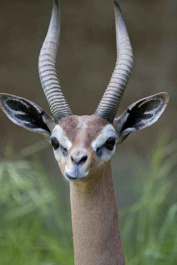 Gerenuk 6 stock image. Image of profile, raspberry, gazelle - 2710847