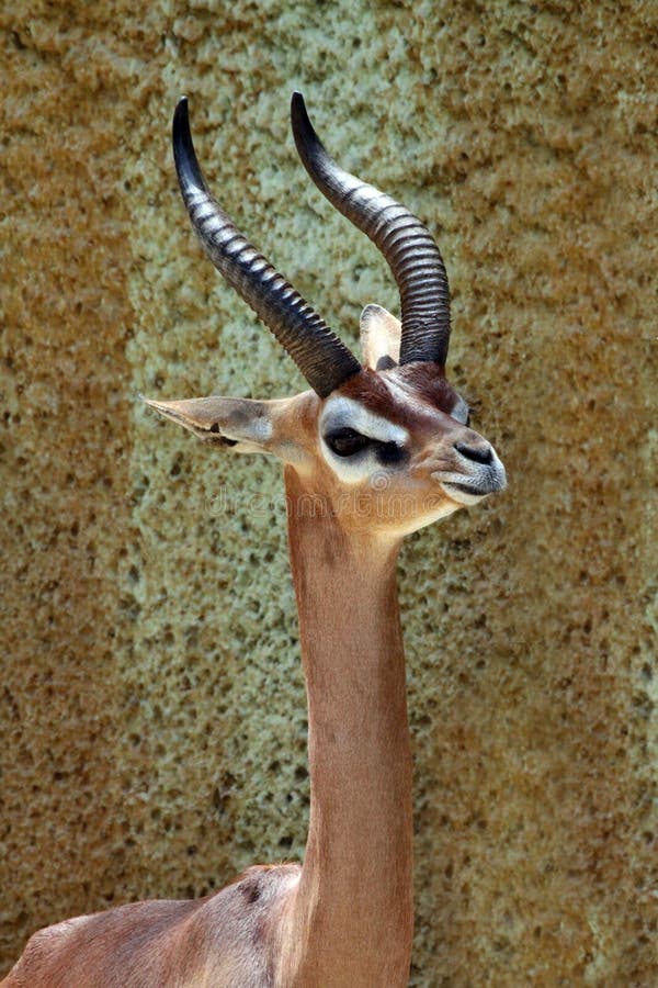 Gerenuk stock photo. Image of graceful, legs, portrait - 20857748