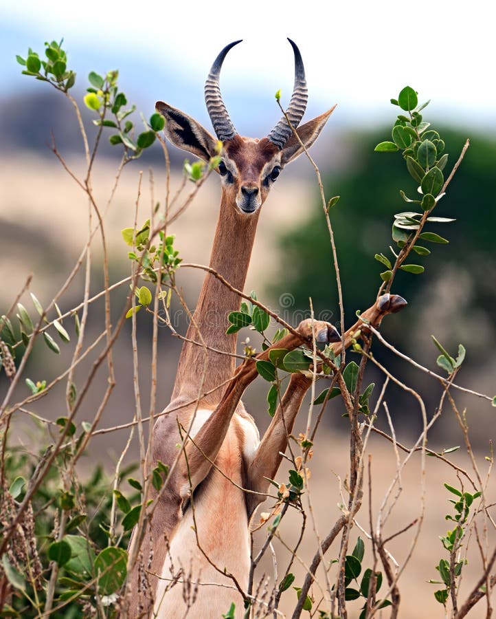 Gerenuk Africano Della Gazzella Fotografia Stock - Immagine di riserva ...