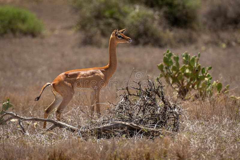Gerenuk Standing by Dead Tree in Sunshine Stock Photo - Image of nature ...